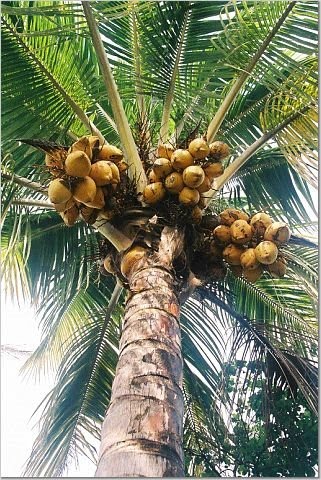 Arta Plantelor: COCOS NUCIFERA (COCOTIERUL)